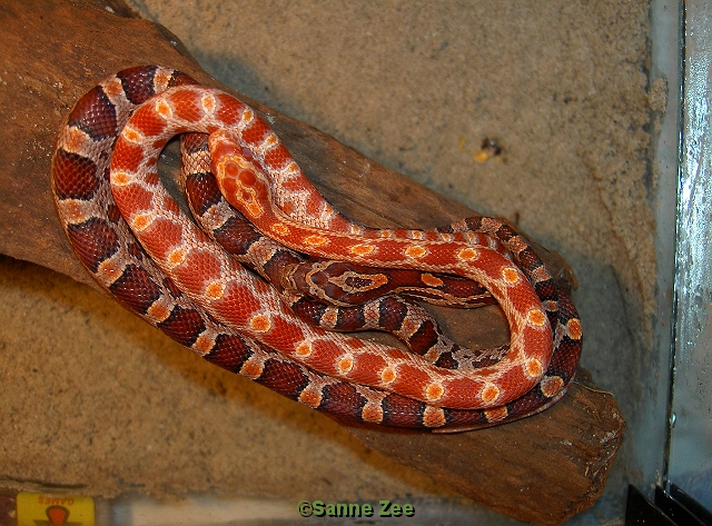 Memories/ReptieltjesKorenslang 04 Slapen