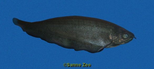 Memories/VisjesXenomystus Nigri - Mesvis